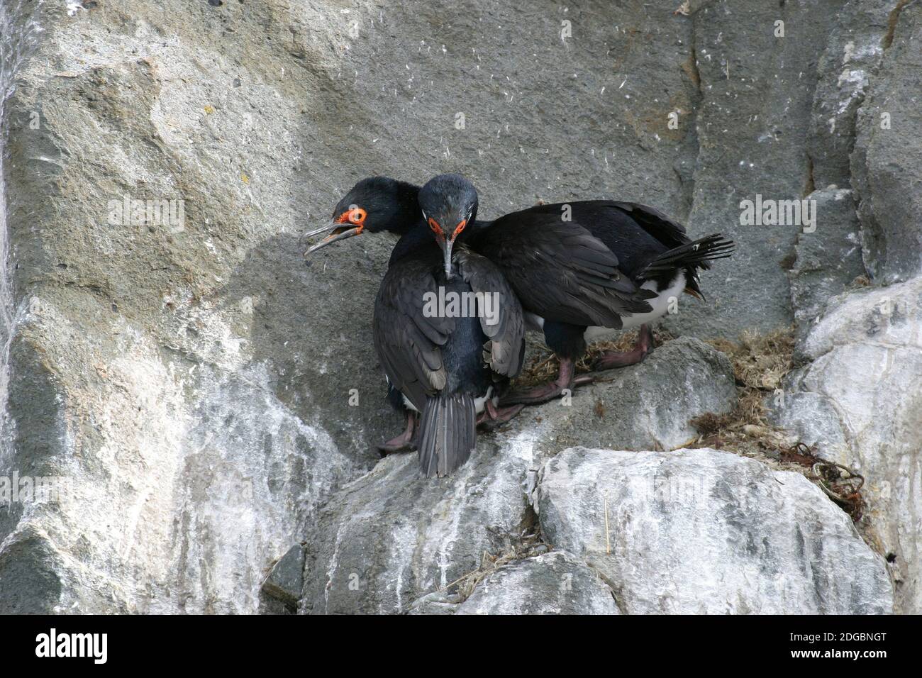 A Pair of Rock Shag, Phalacrocorax magellanicus Stock Photo - Alamy