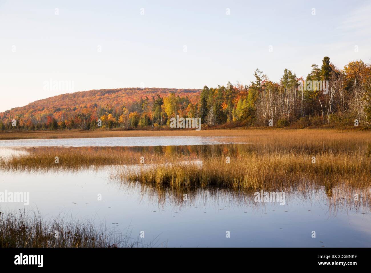 Pond in a forest, Alger County, Upper Peninsula, Michigan, USA Stock ...