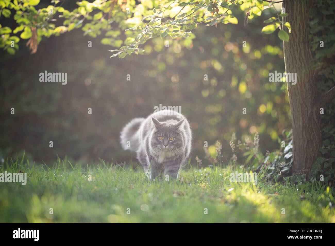 portrait of a young maine coon cat outdoors in nature in back light on ...