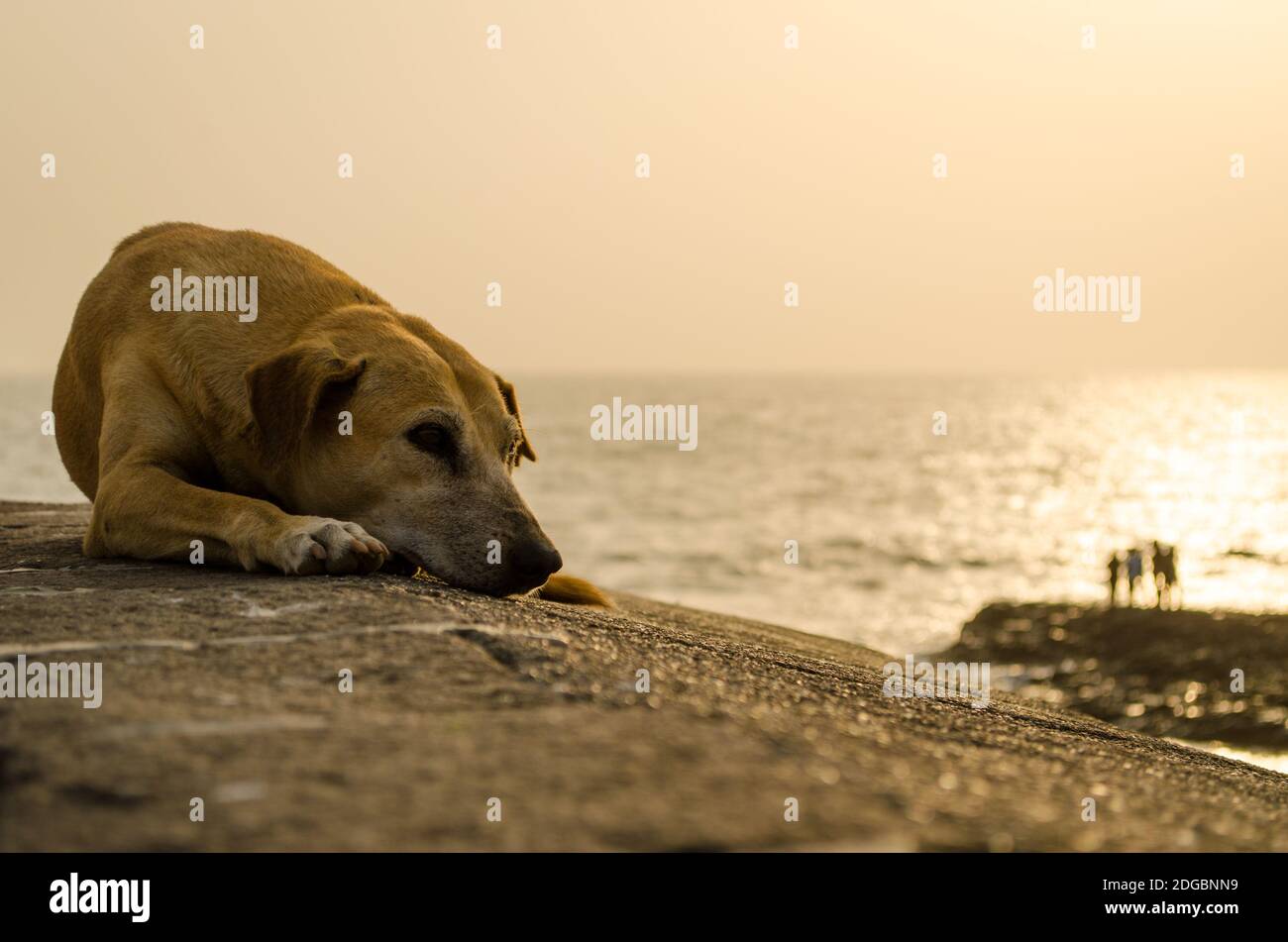 Animal resting hi-res stock photography and images - Alamy