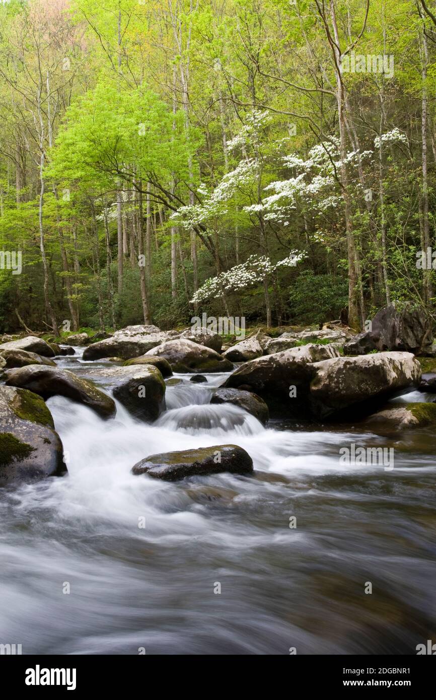 Dogwood trees in spring along Middle Prong, Little River, Tremont ...