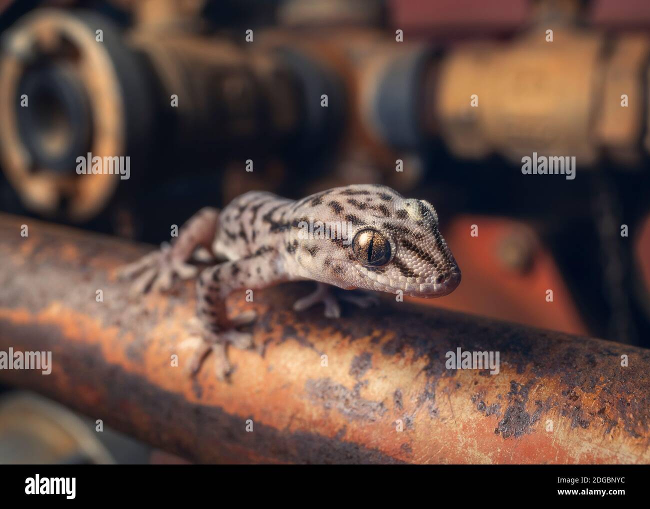 Gehyra variegata hi-res stock photography and images - Alamy