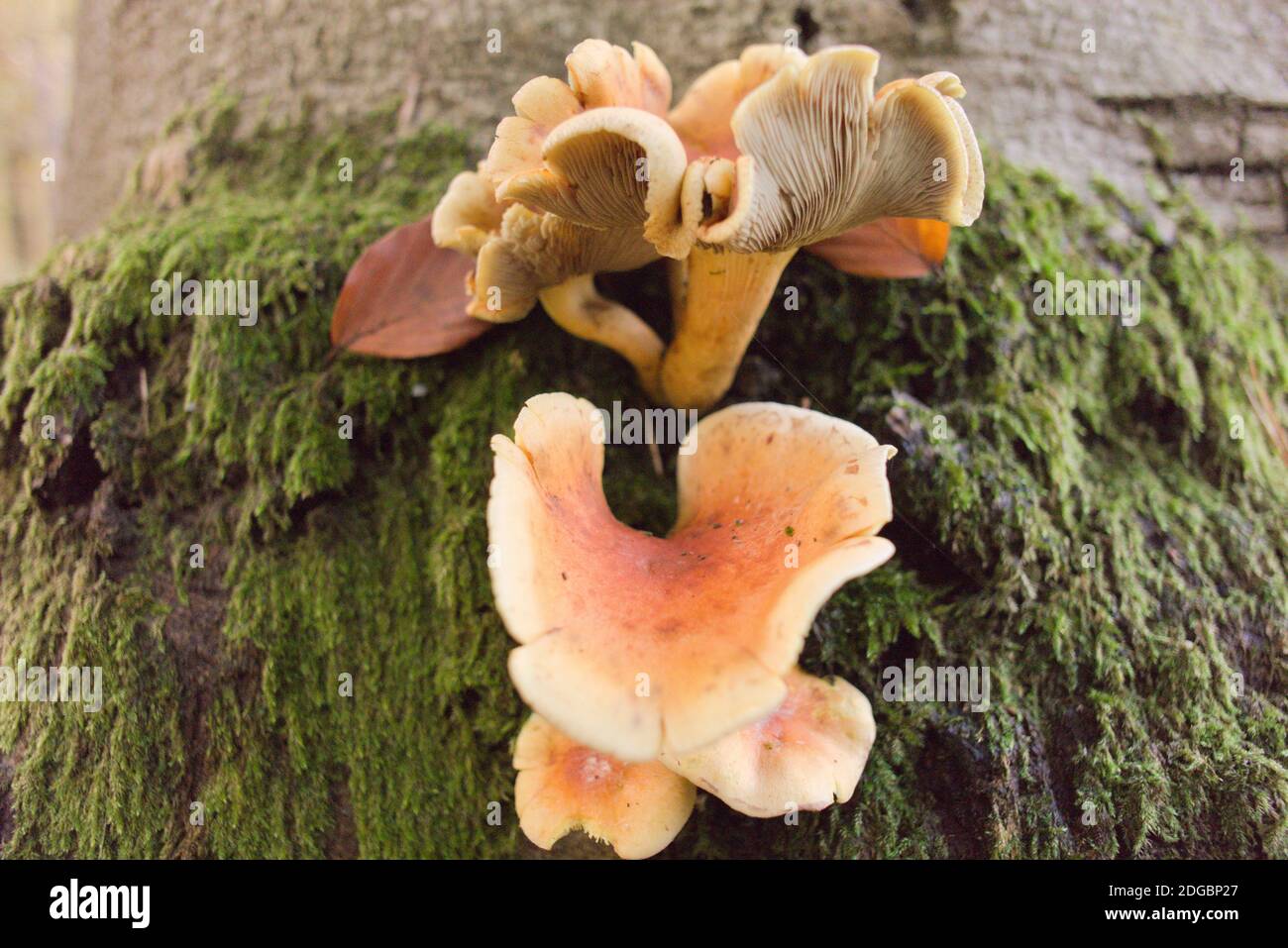 Wild mushrooms growing on rock hi-res stock photography and images - Alamy