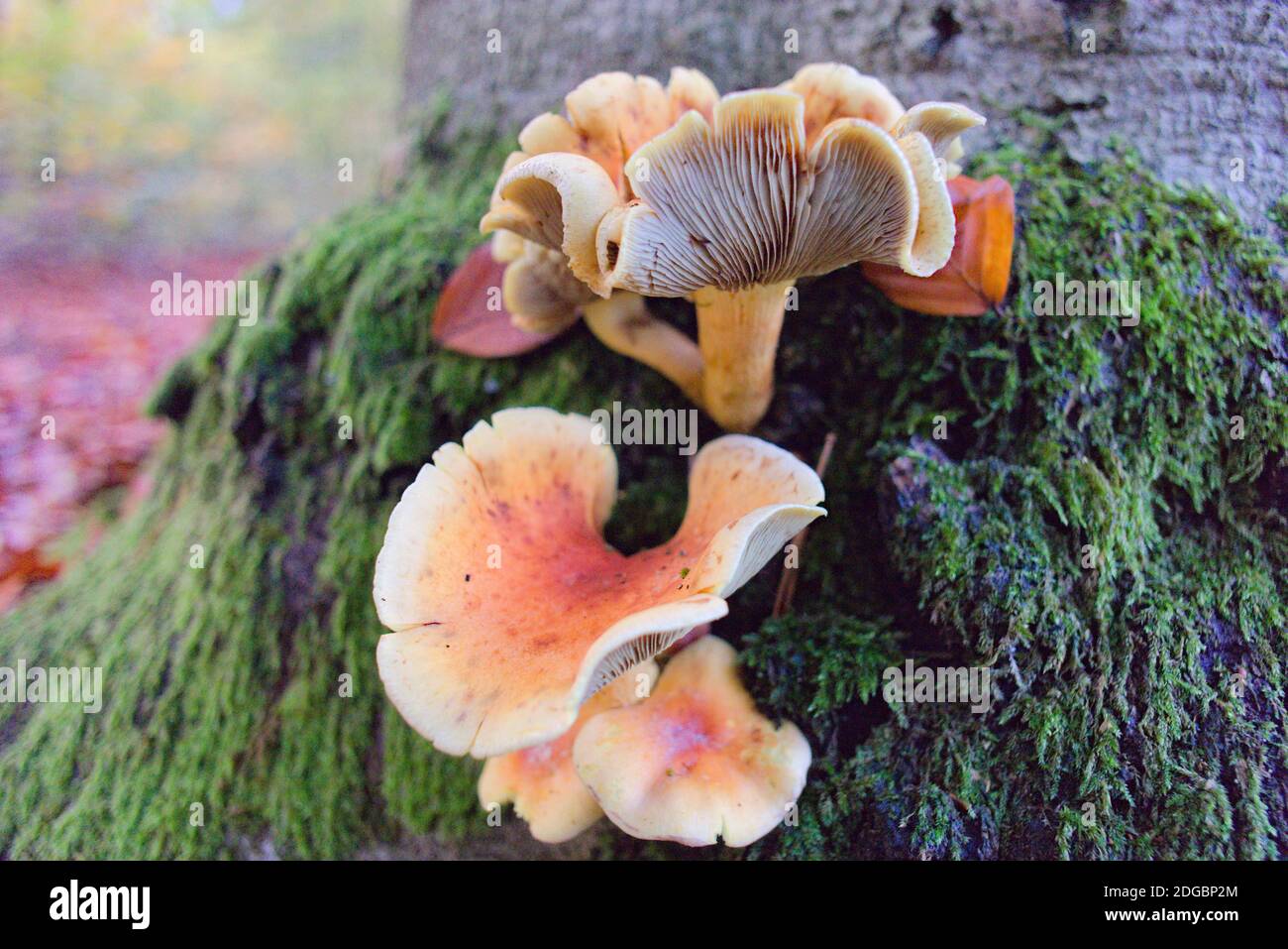 Mushrooms in rocks hi-res stock photography and images - Alamy