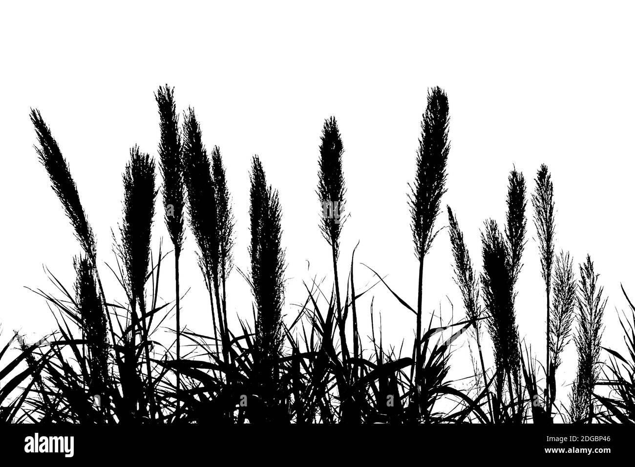 Wheat Spikes Graphic Silhouette Stock Photo - Alamy