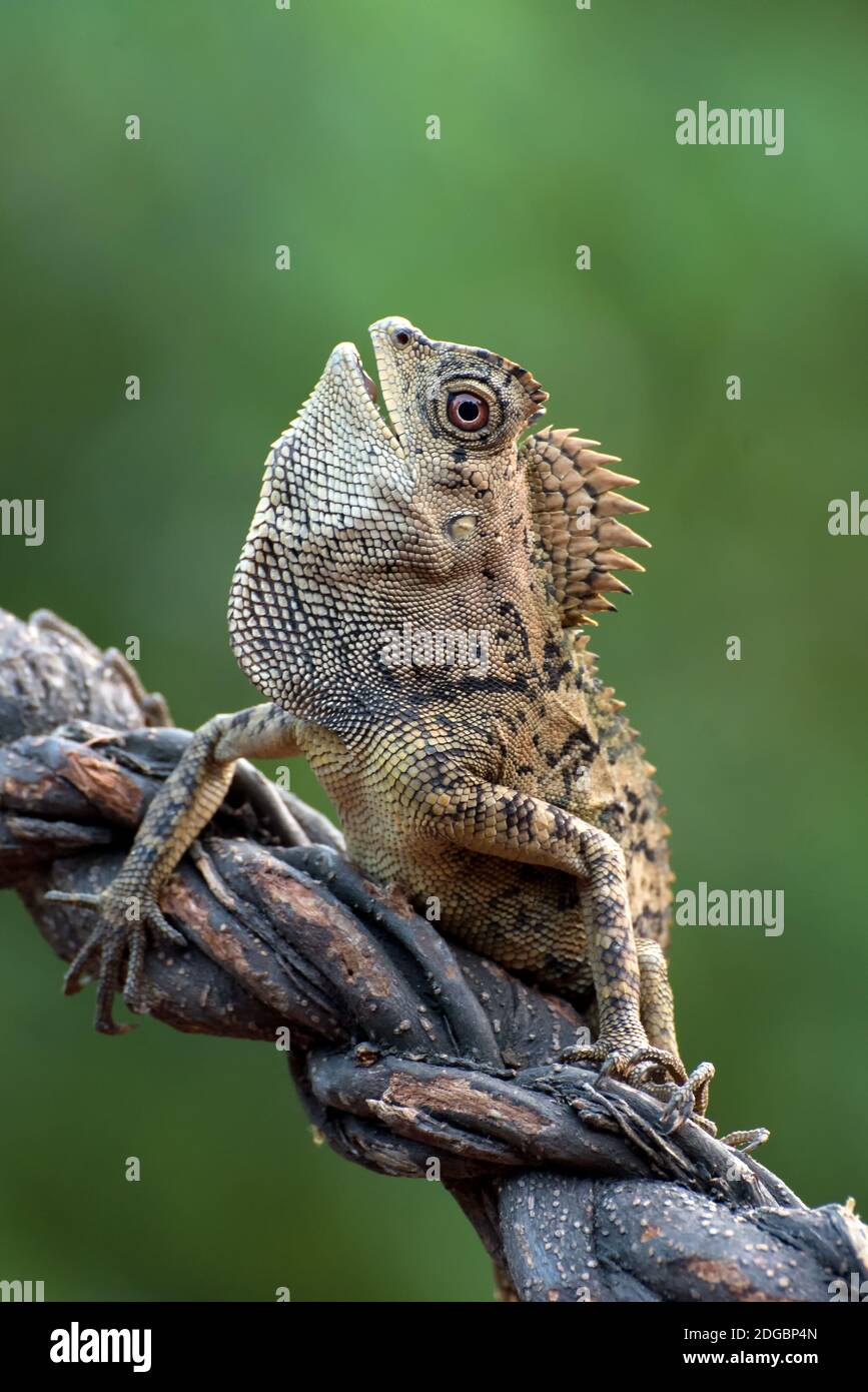 Female forest dragon on a branch in the jungle, Indonesia Stock Photo ...