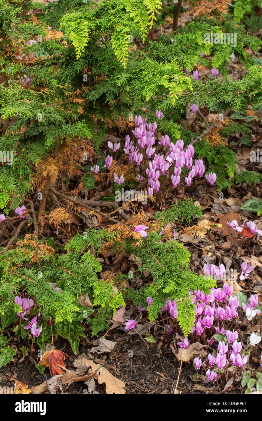 Intimate garden landscape featuring Chamaecyparis Obtusa (background ...
