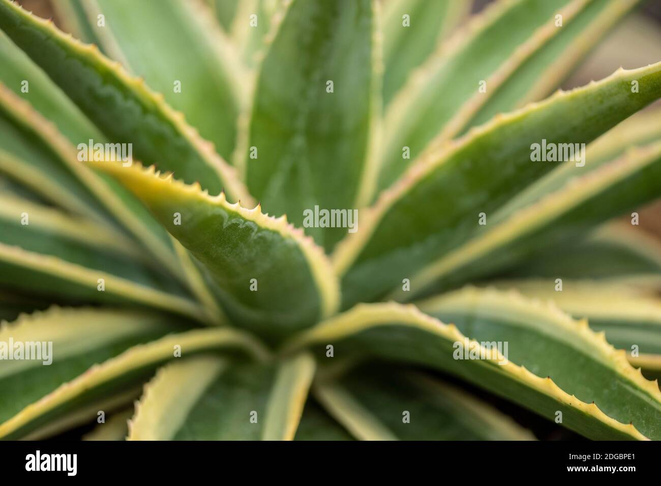 Stately Agave ‘Navajo Princess’in close-up, patterns and textures in ...