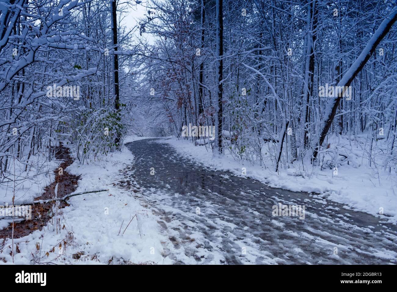 Snowy and muddy path with trees covered with snow. Winter background ...