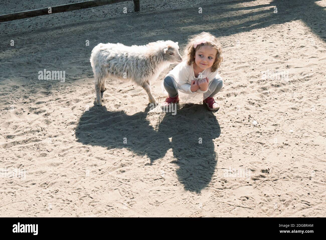 Smiling lamb hi-res stock photography and images - Alamy