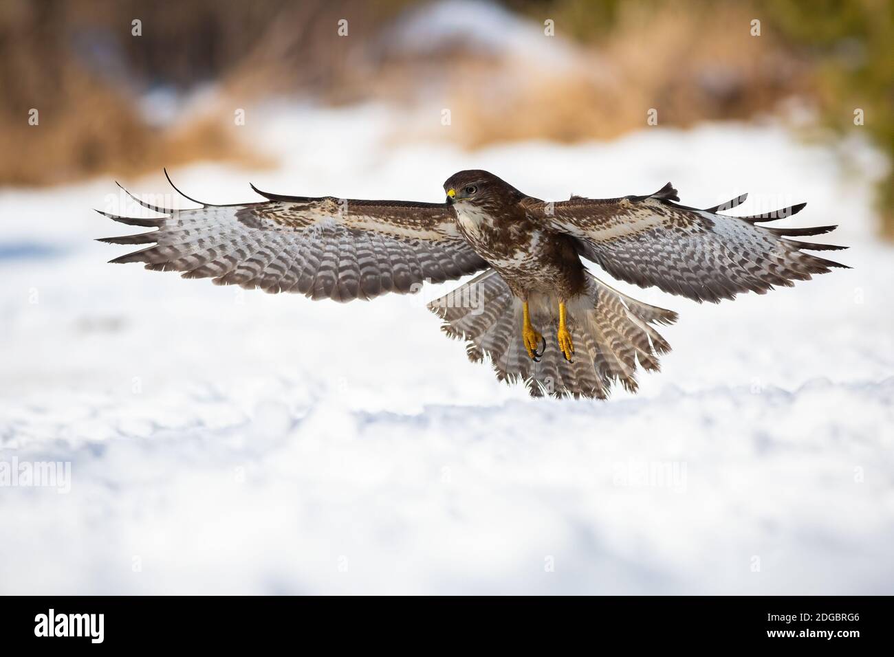 Majestic common buzzard taking off from the snow during winter hunting ...