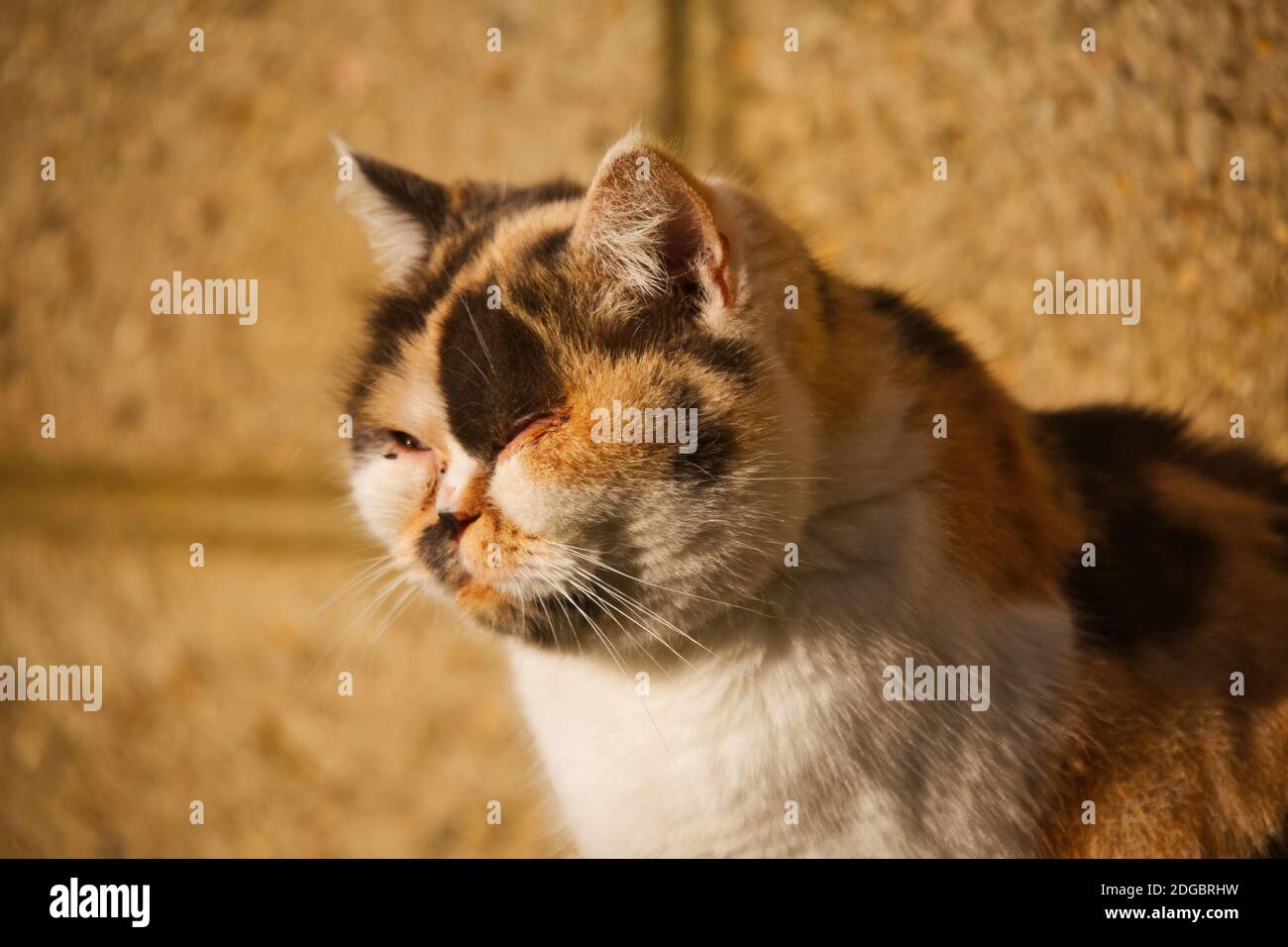 Cat kitten posing hi-res stock photography and images - Alamy
