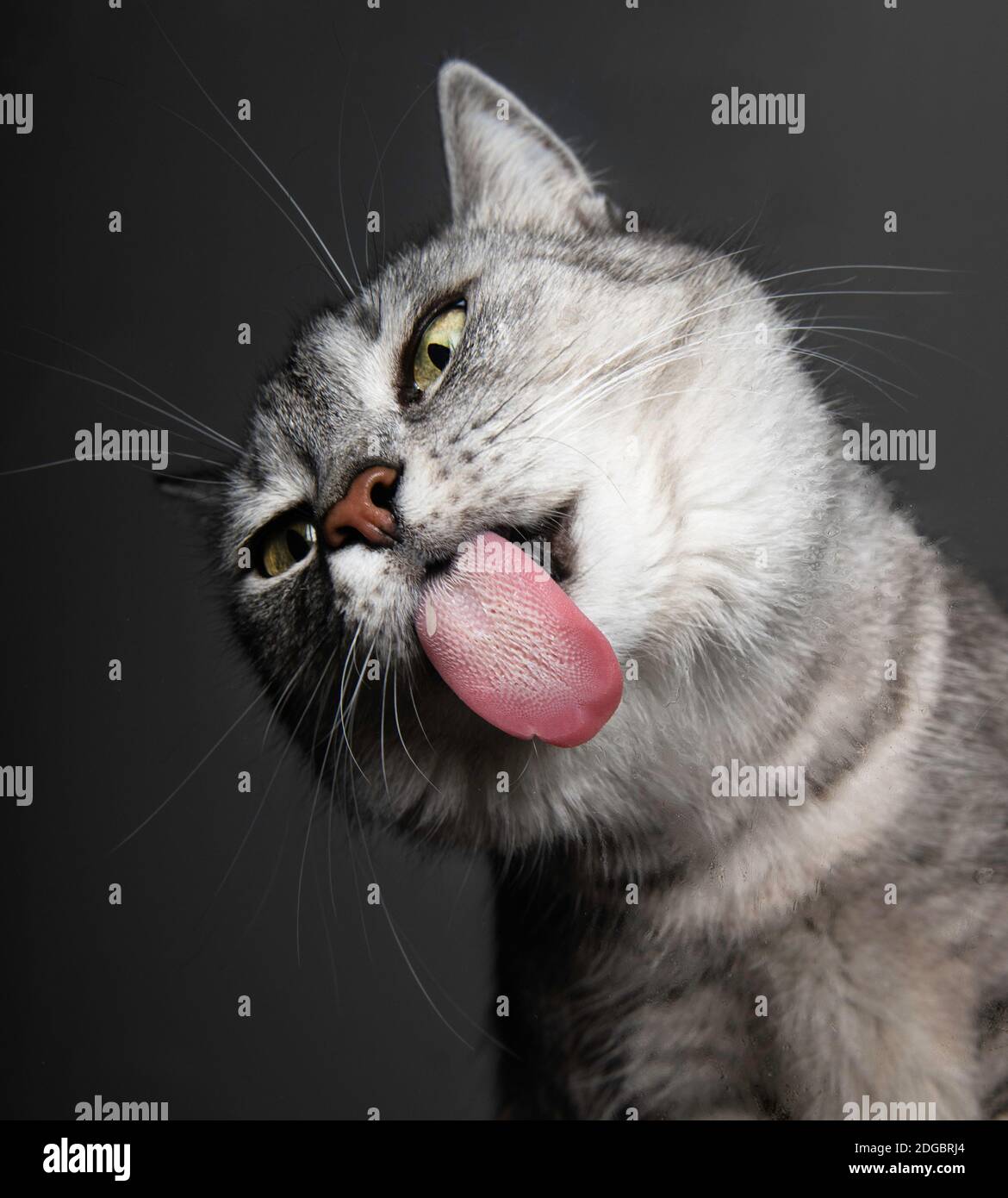 Humorous cat with tongue out hi-res stock photography and images - Alamy