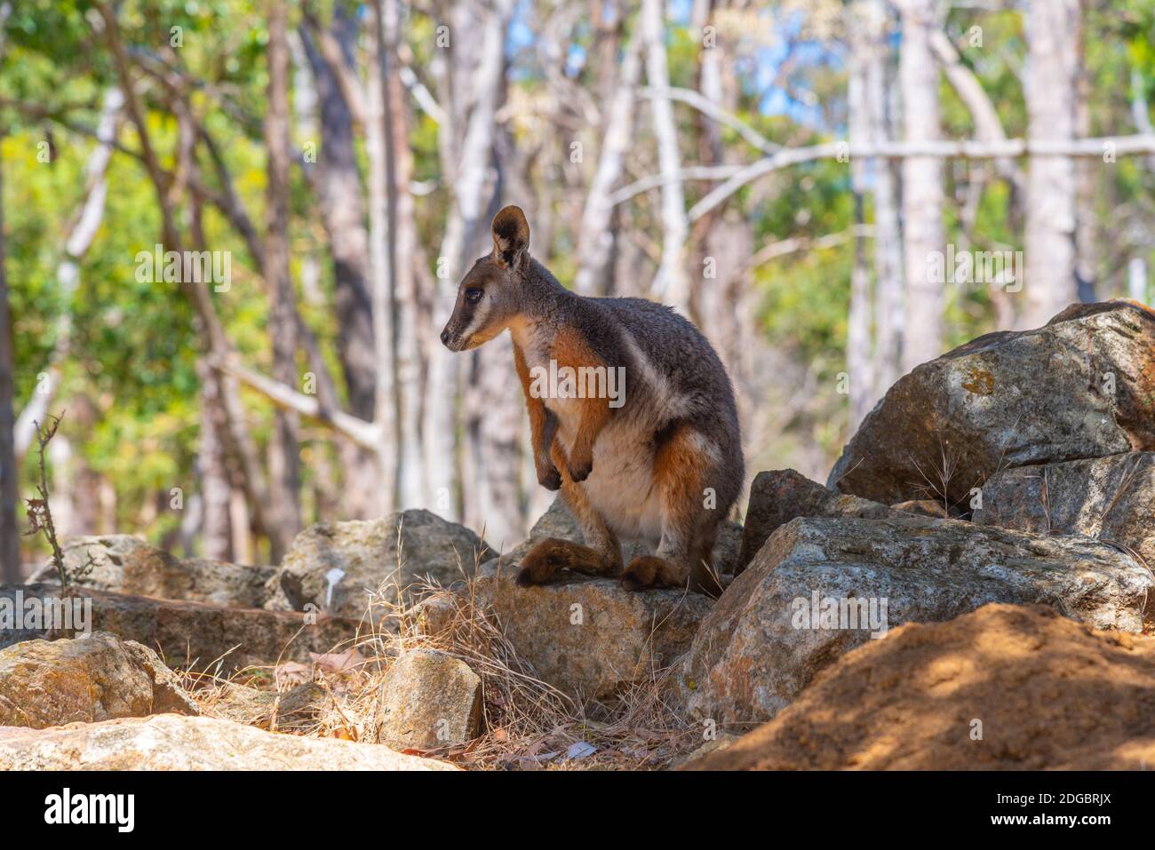 Cleland conservation park hi-res stock photography and images - Alamy