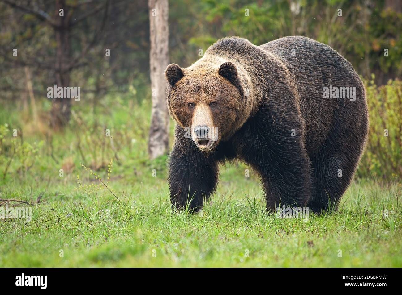 Brown bear standing roaring hi-res stock photography and images - Alamy