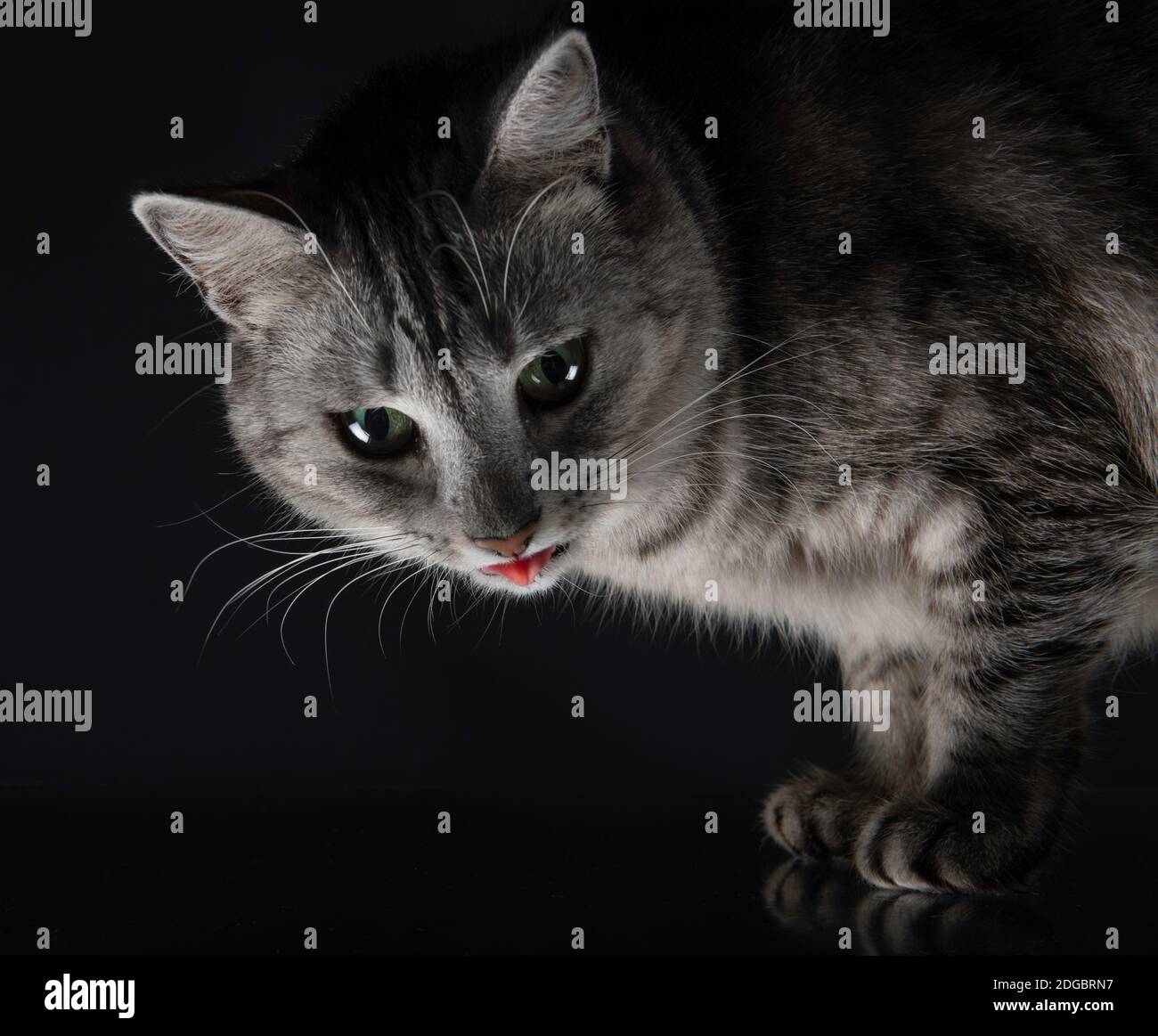 Humorous portrait of a cat sticking out its tongue Stock Photo - Alamy