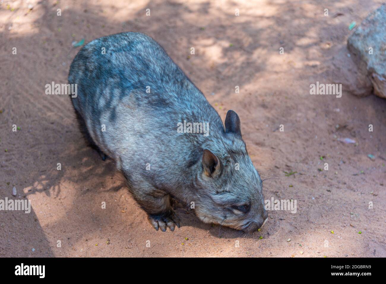 Wombat at Cleland wildlife park near Adelaide, Australia Stock Photo ...