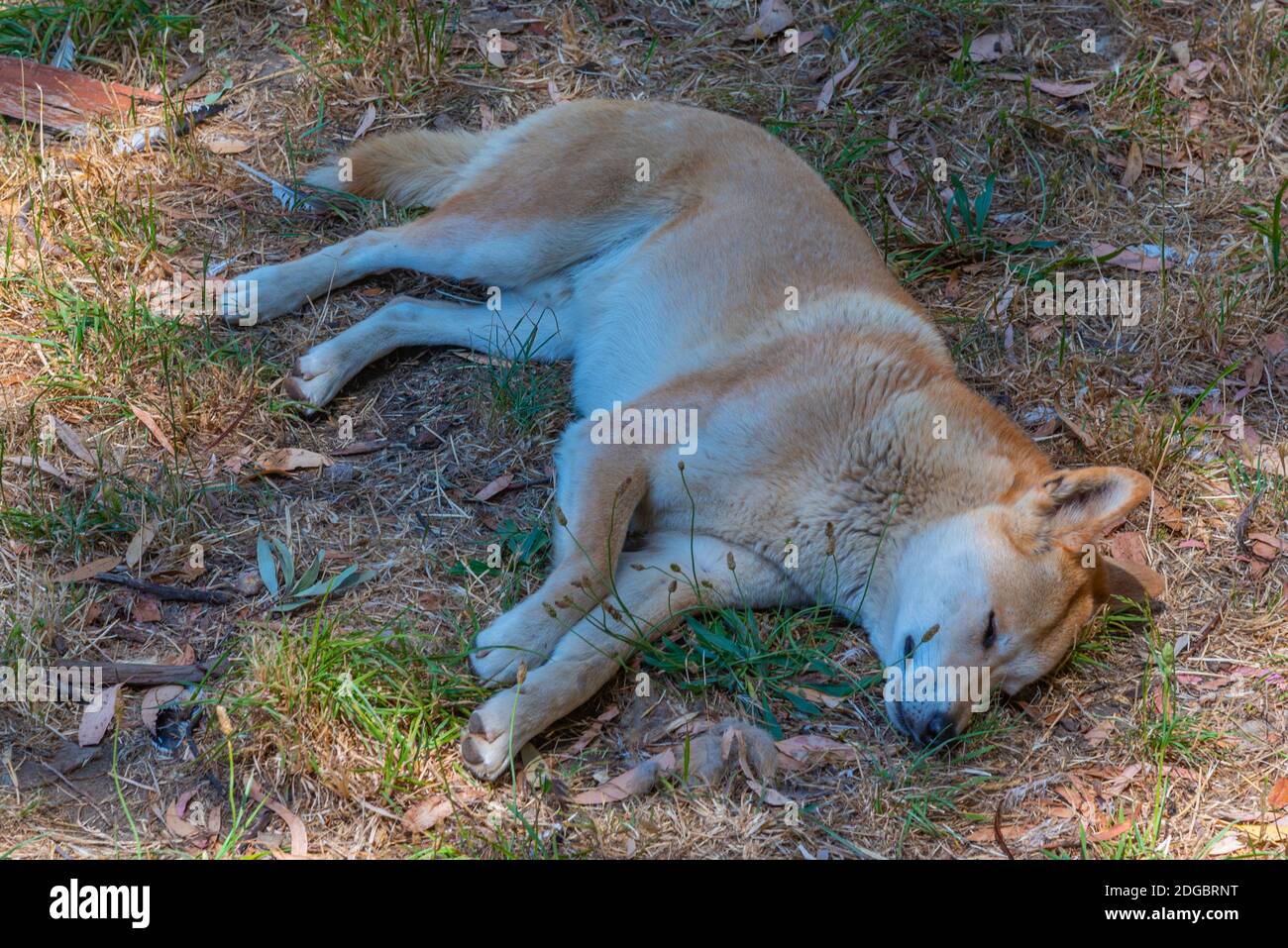 dingo at cleland wildlife park at Adelaide, Australia Stock Photo - Alamy