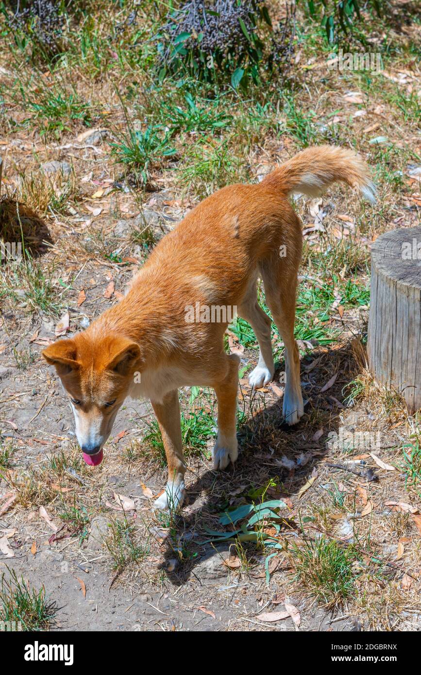 dingo at cleland wildlife park at Adelaide, Australia Stock Photo - Alamy