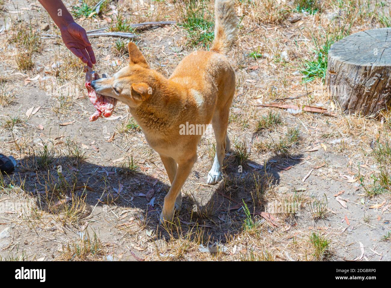 dingo at cleland wildlife park at Adelaide, Australia Stock Photo - Alamy