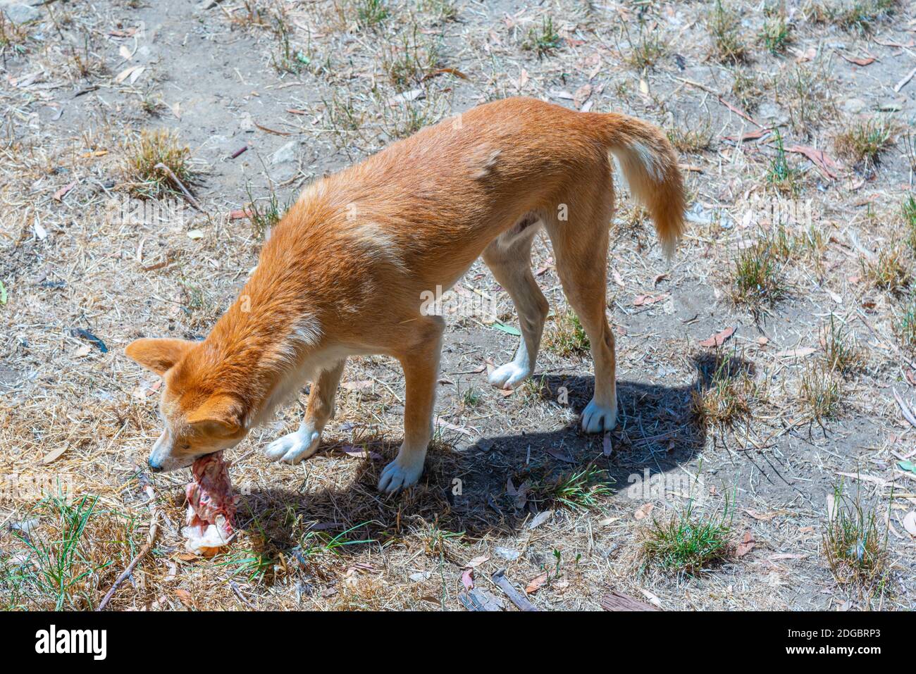 dingo at cleland wildlife park at Adelaide, Australia Stock Photo - Alamy
