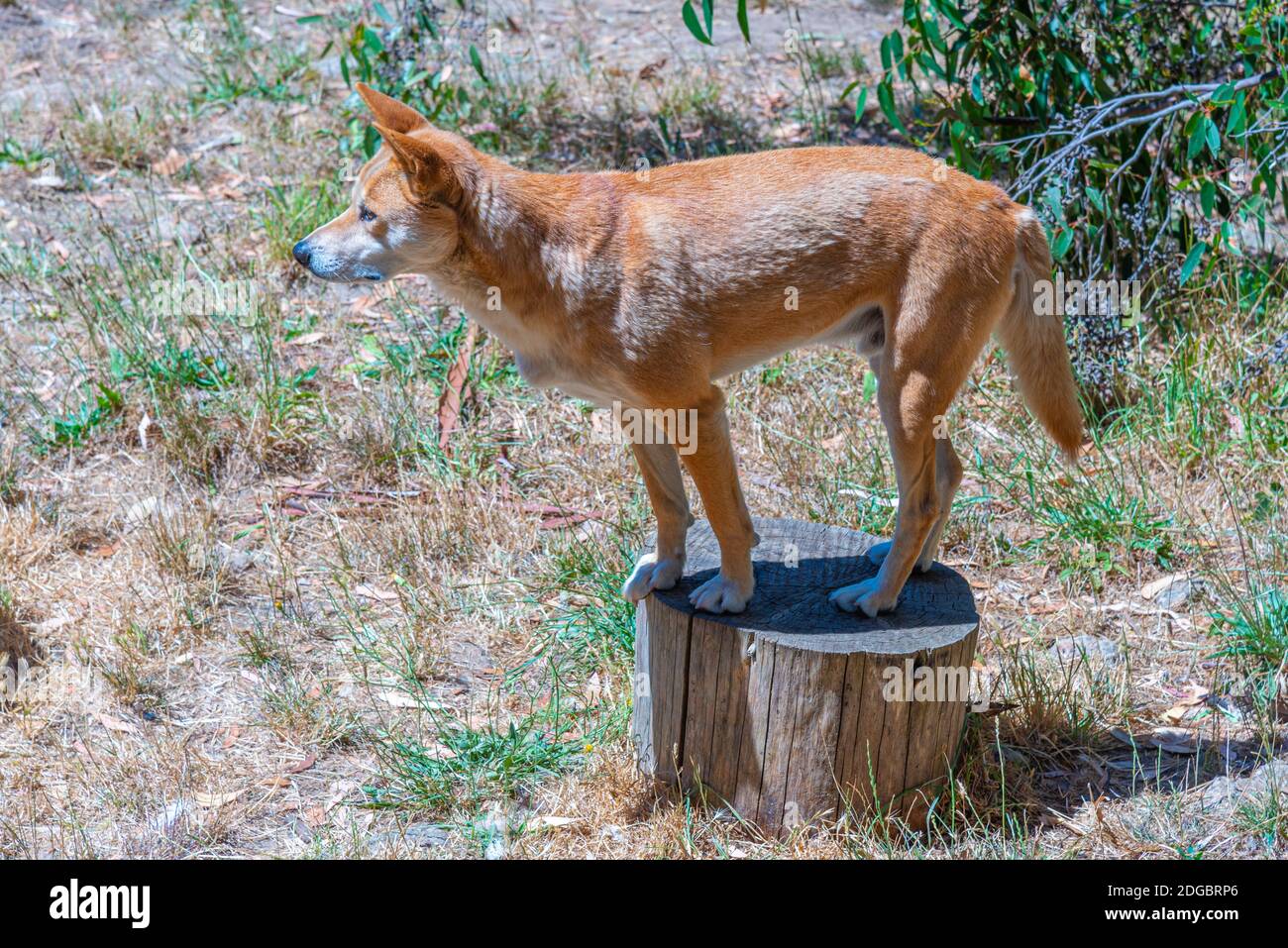 dingo at cleland wildlife park at Adelaide, Australia Stock Photo - Alamy