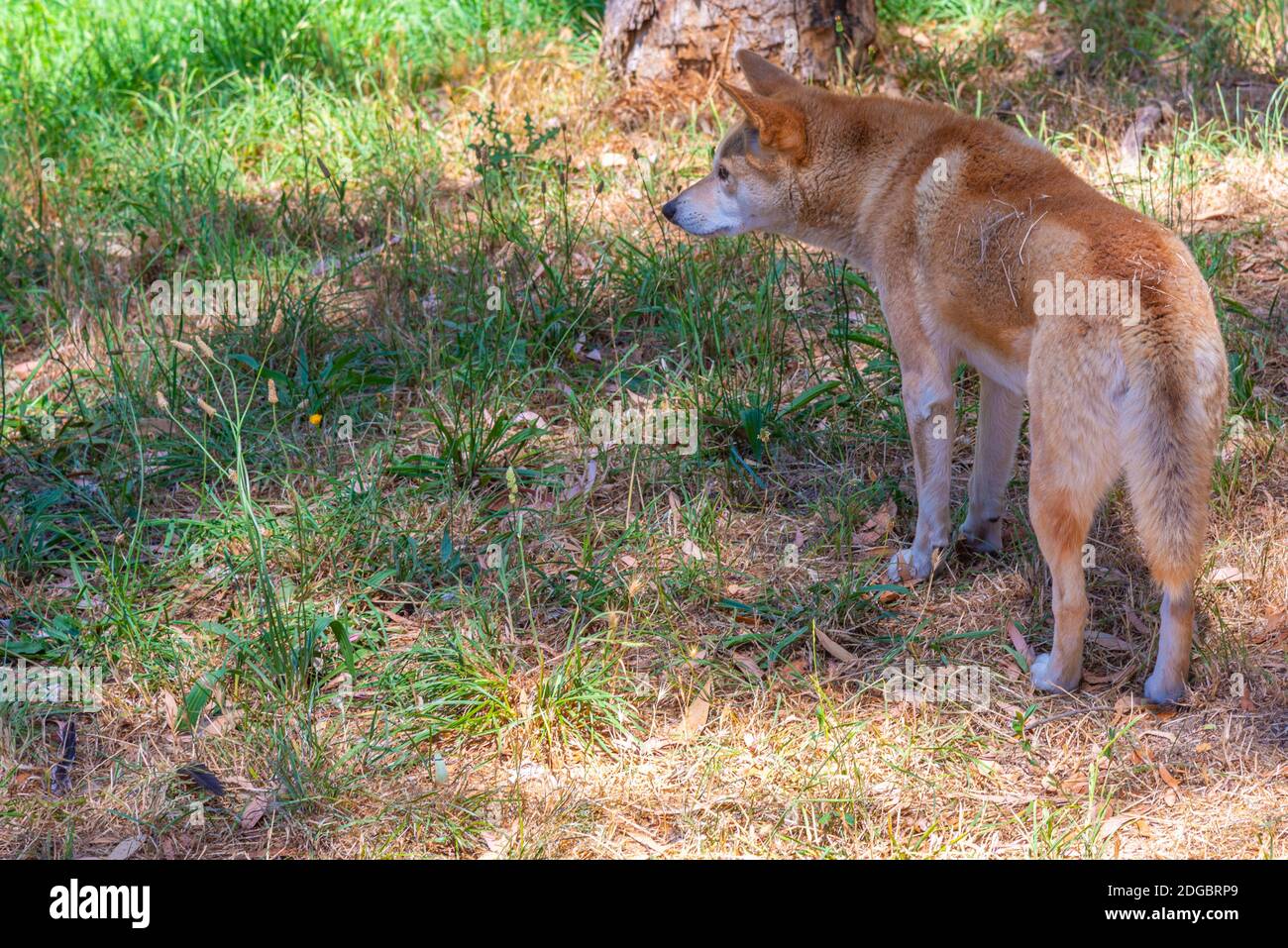 dingo at cleland wildlife park at Adelaide, Australia Stock Photo - Alamy