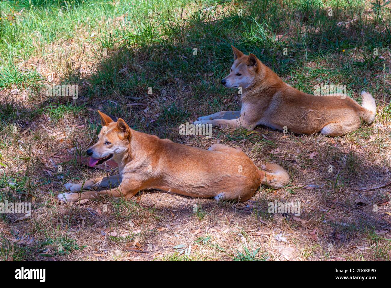 dingo at cleland wildlife park at Adelaide, Australia Stock Photo - Alamy