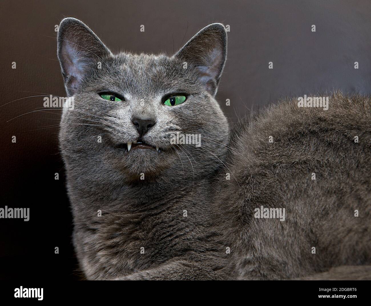 Portrait of a kitten with green eyes and goofy teeth Stock Photo - Alamy