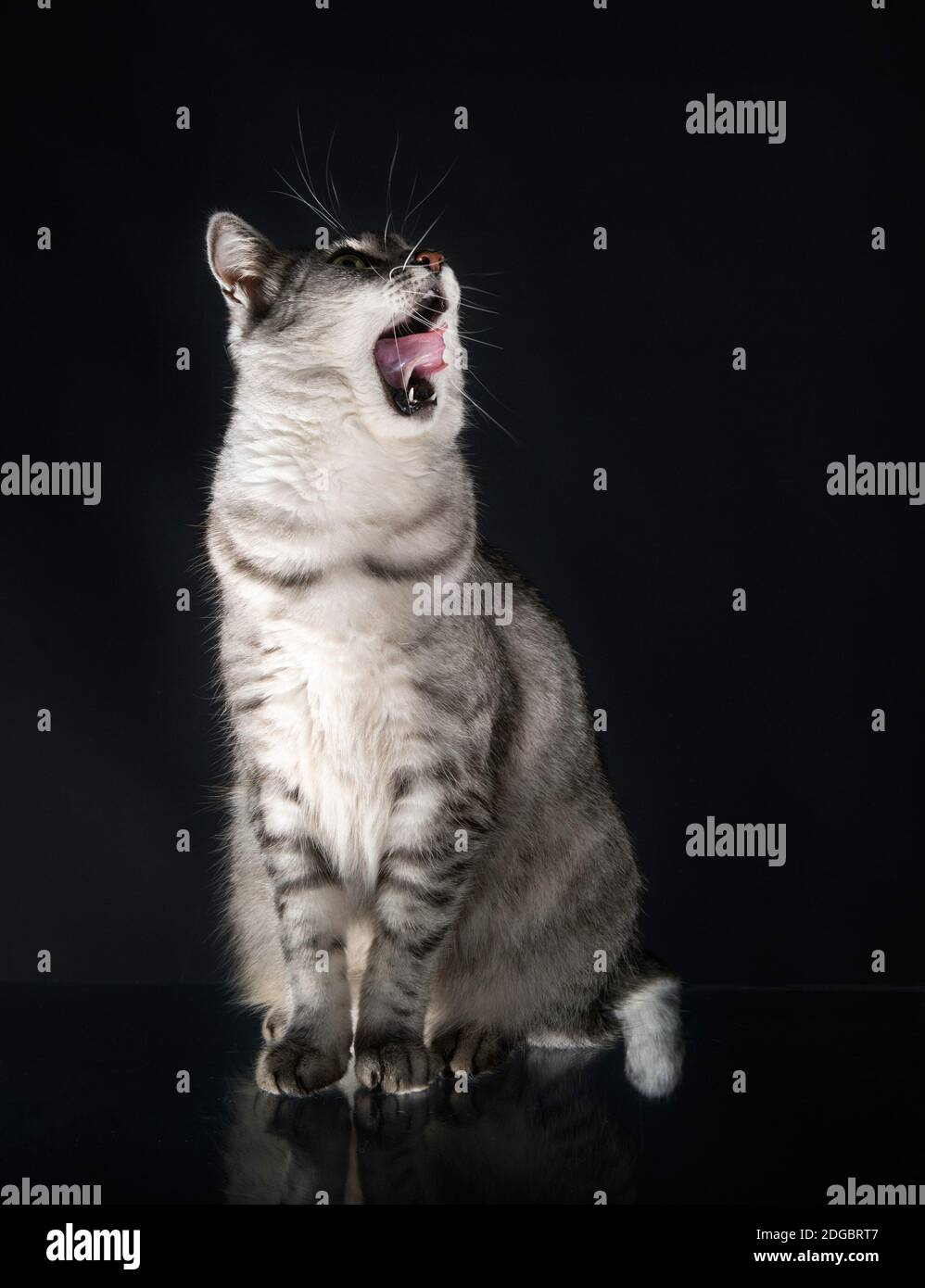 A cat yawning hi-res stock photography and images - Alamy