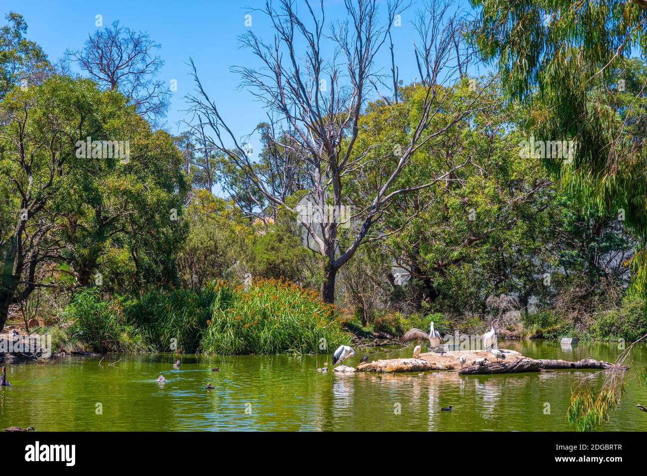Pelicans at Cleland wildlife park near Adelaide, Australia Stock Photo ...