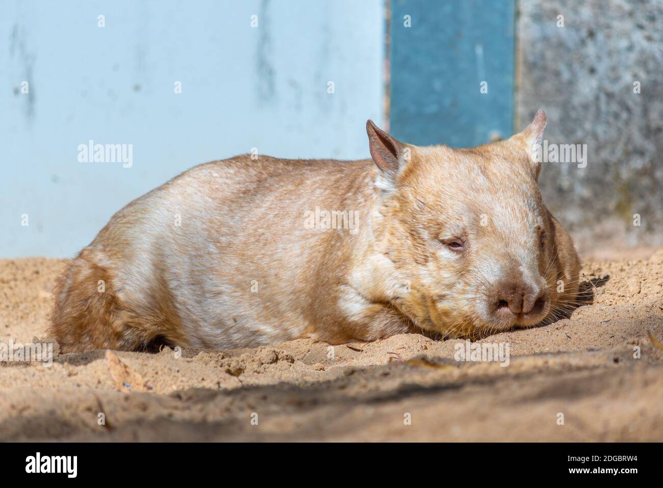 Wombat pouch hi-res stock photography and images - Alamy