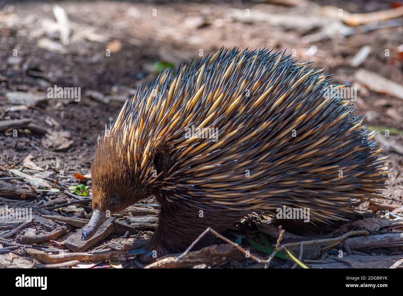 Echidnas at Cleland wildlife park near Adelaide, Australia Stock Photo ...