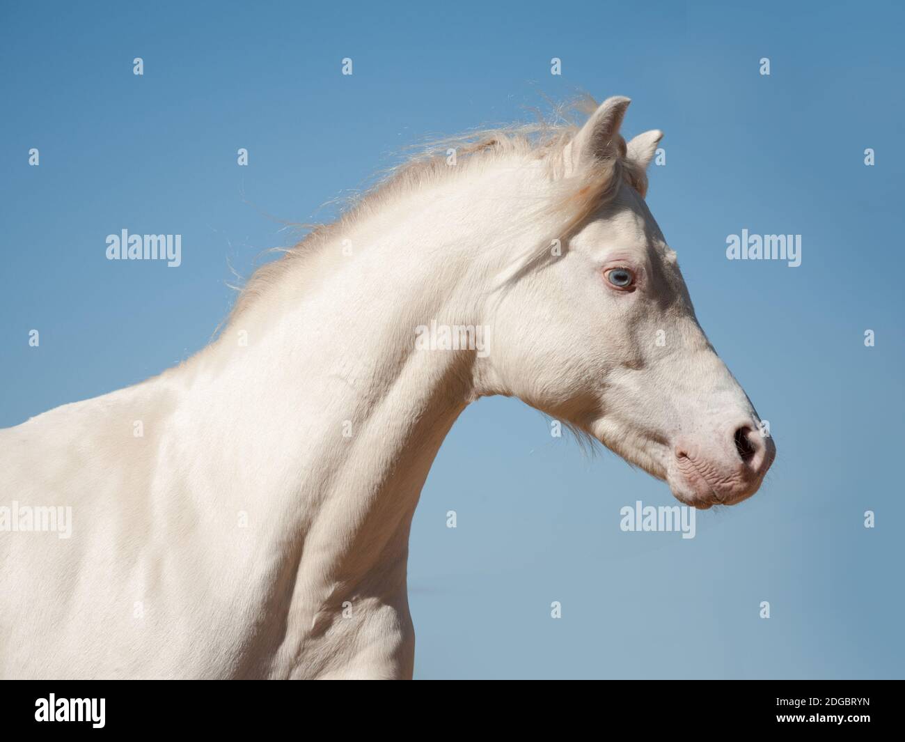 Stallion horse hi-res stock photography and images - Alamy