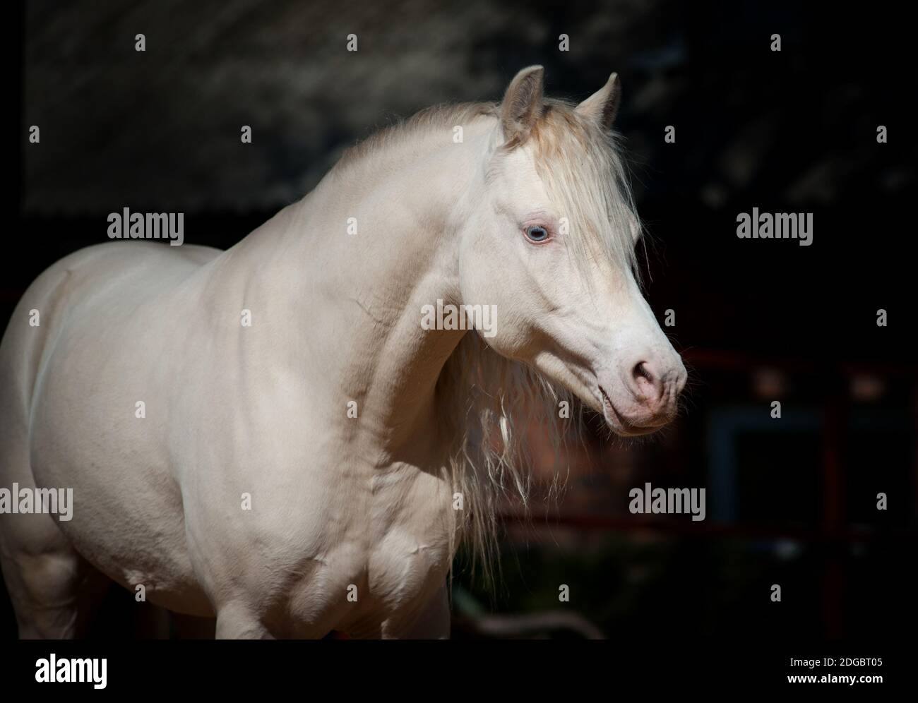 Welsh horse hi-res stock photography and images - Alamy