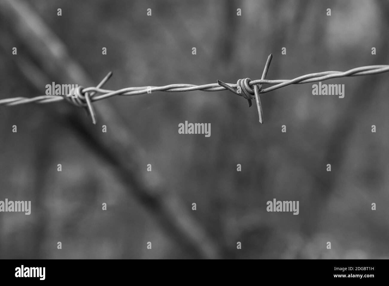 Iron and old barbed wire stretched against a blurred forest background ...