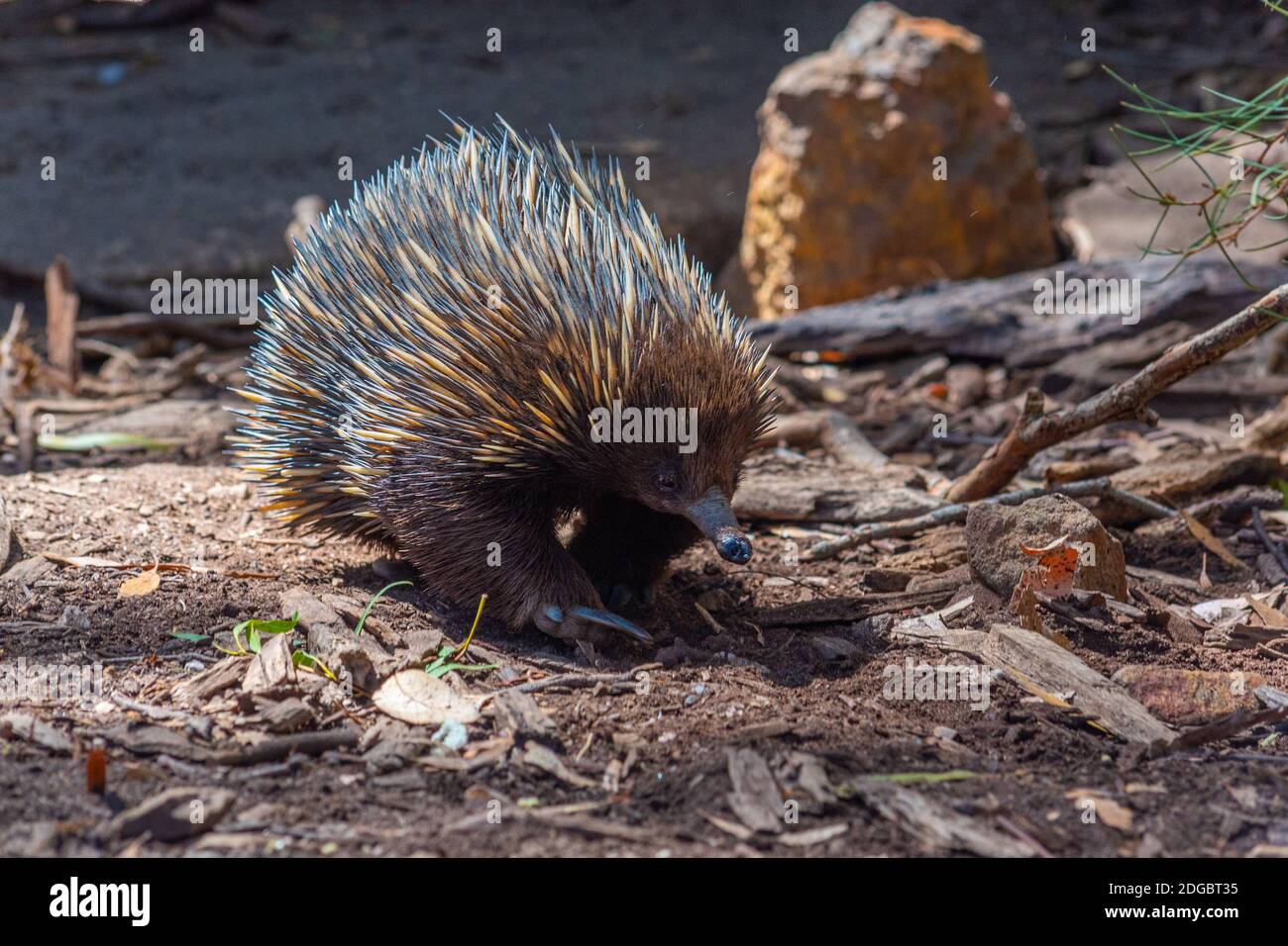 Echidnas at Cleland wildlife park near Adelaide, Australia Stock Photo ...