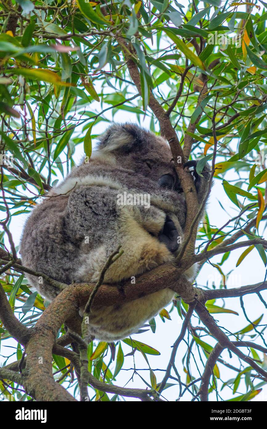 Koala sleeping in branches of a tree at Tower Hill wildlife reserve in ...