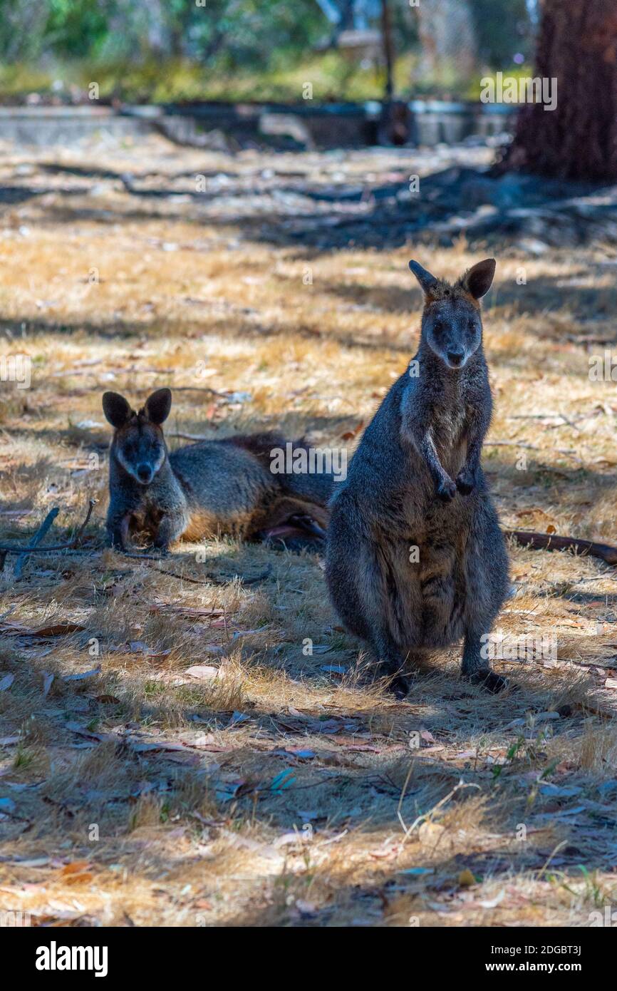 Kangaroos at Cleland wildlife park near Adelaide, Australia Stock Photo ...