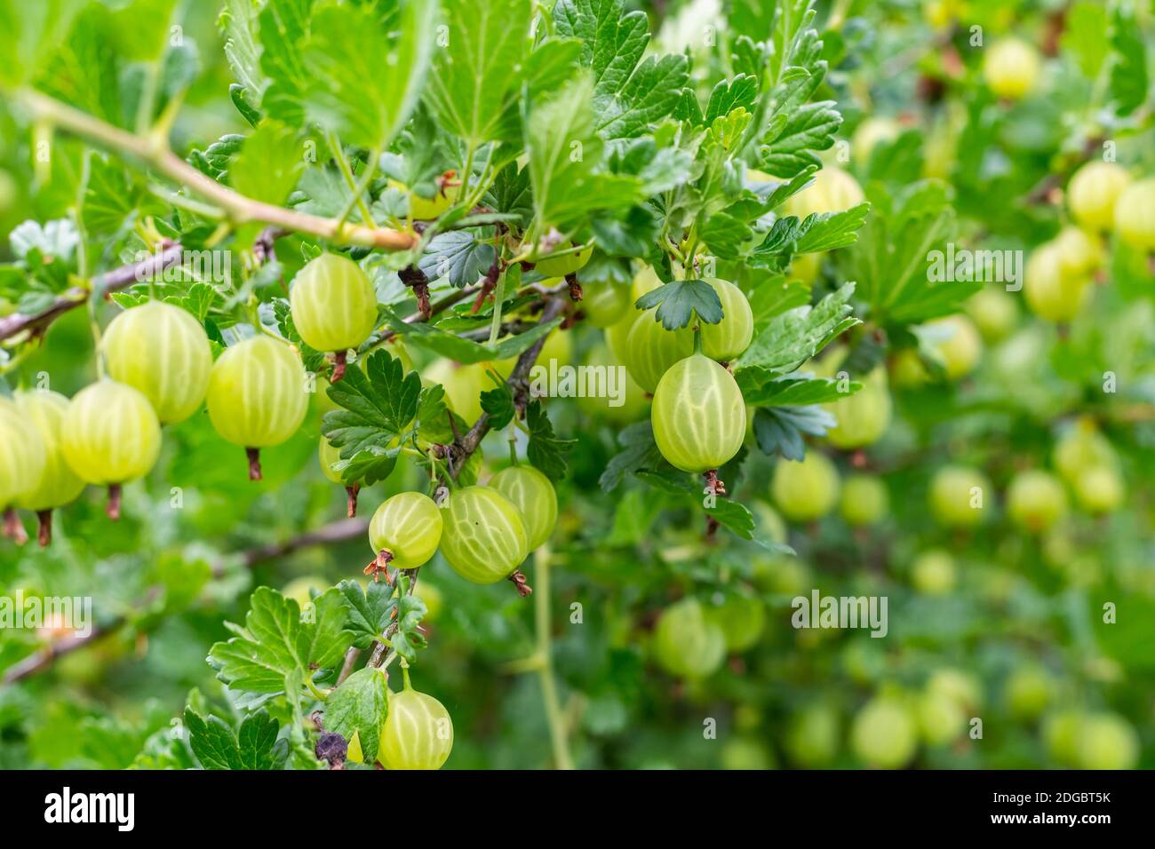 Green and unripe gooseberry berries large and fluffy bush garden ...