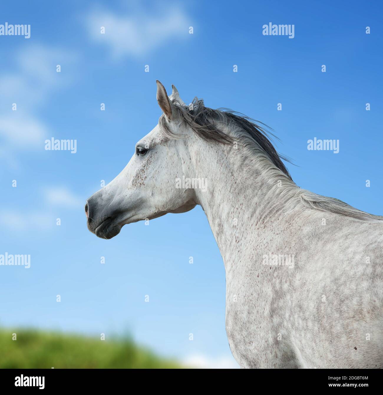 Stallion horse hi-res stock photography and images - Alamy