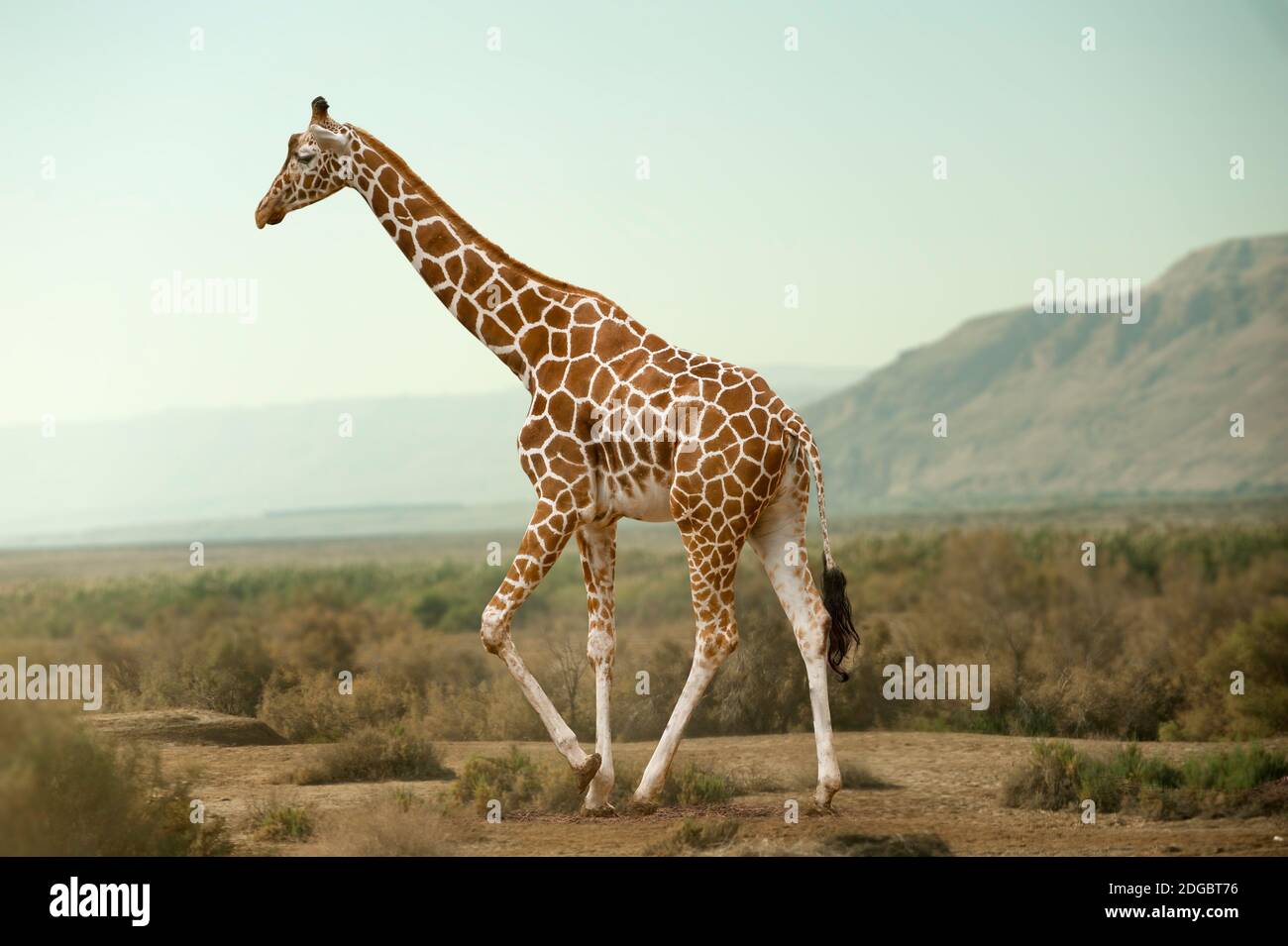 Walking across the desert hi-res stock photography and images - Alamy