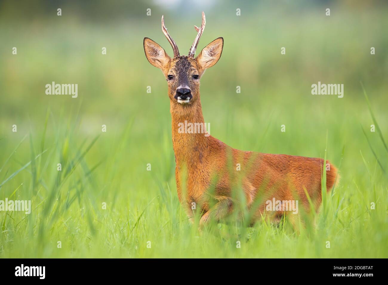 Roe deer buck looking into camera in tall green vegetation in summer ...