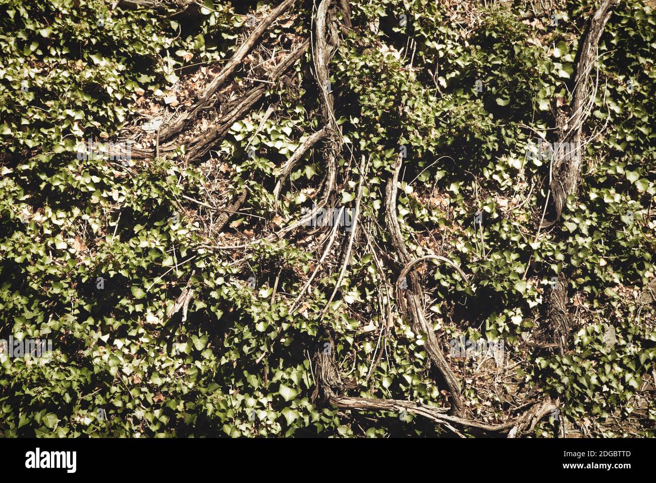 Overgrown by green leaf trees hi-res stock photography and images - Alamy