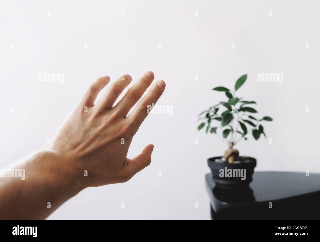 Hand reaching for a plot plant on a table Stock Photo - Alamy