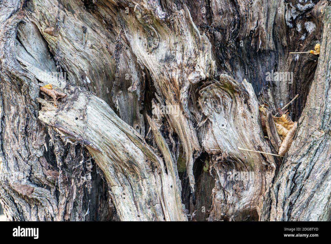 A structure of an forked damaged tree, close up Stock Photo - Alamy
