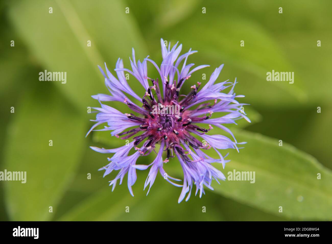 Blue wild flower hi-res stock photography and images - Alamy