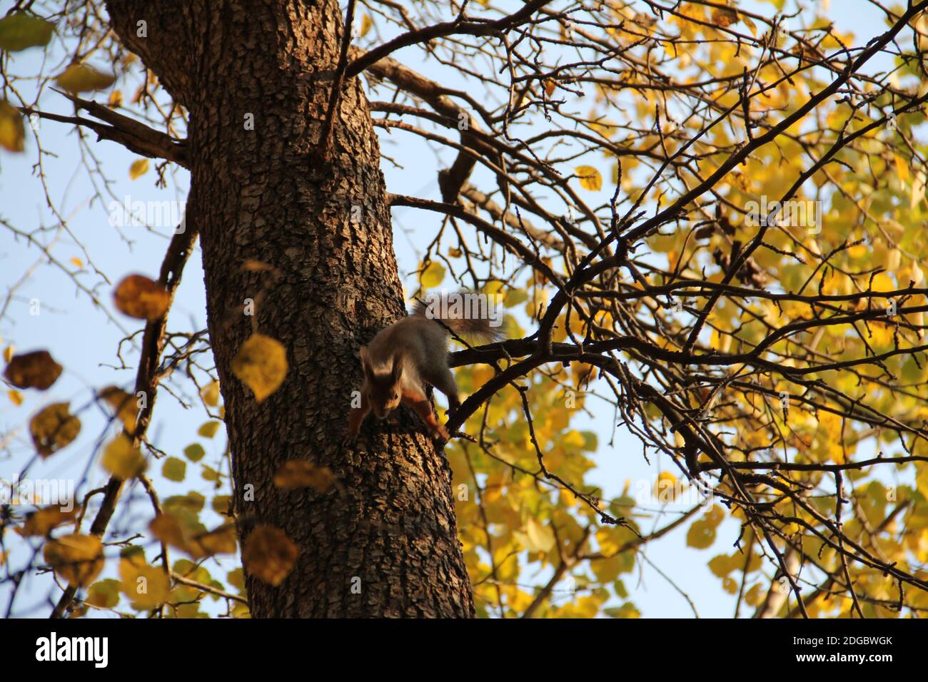 Squirrel Jumping On Tree High Resolution Stock Photography and Images ...