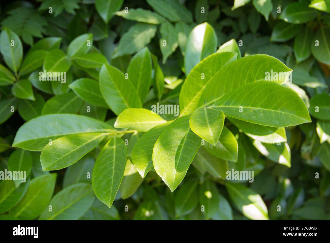 Fresh young bay leaf hi-res stock photography and images - Alamy
