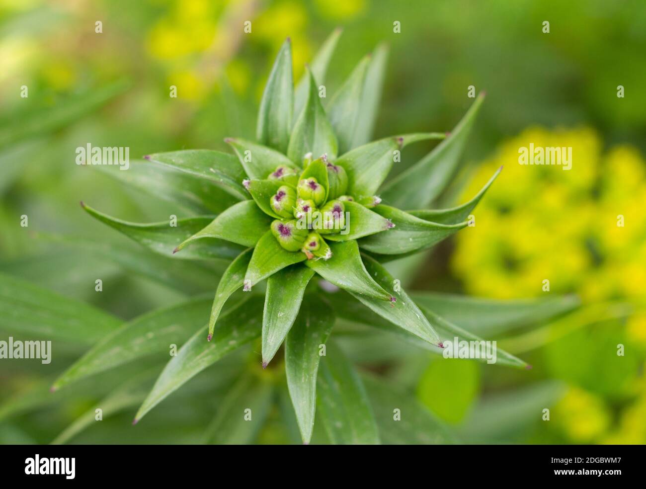 Maroon lily flower buds dissolve Stock Photo - Alamy